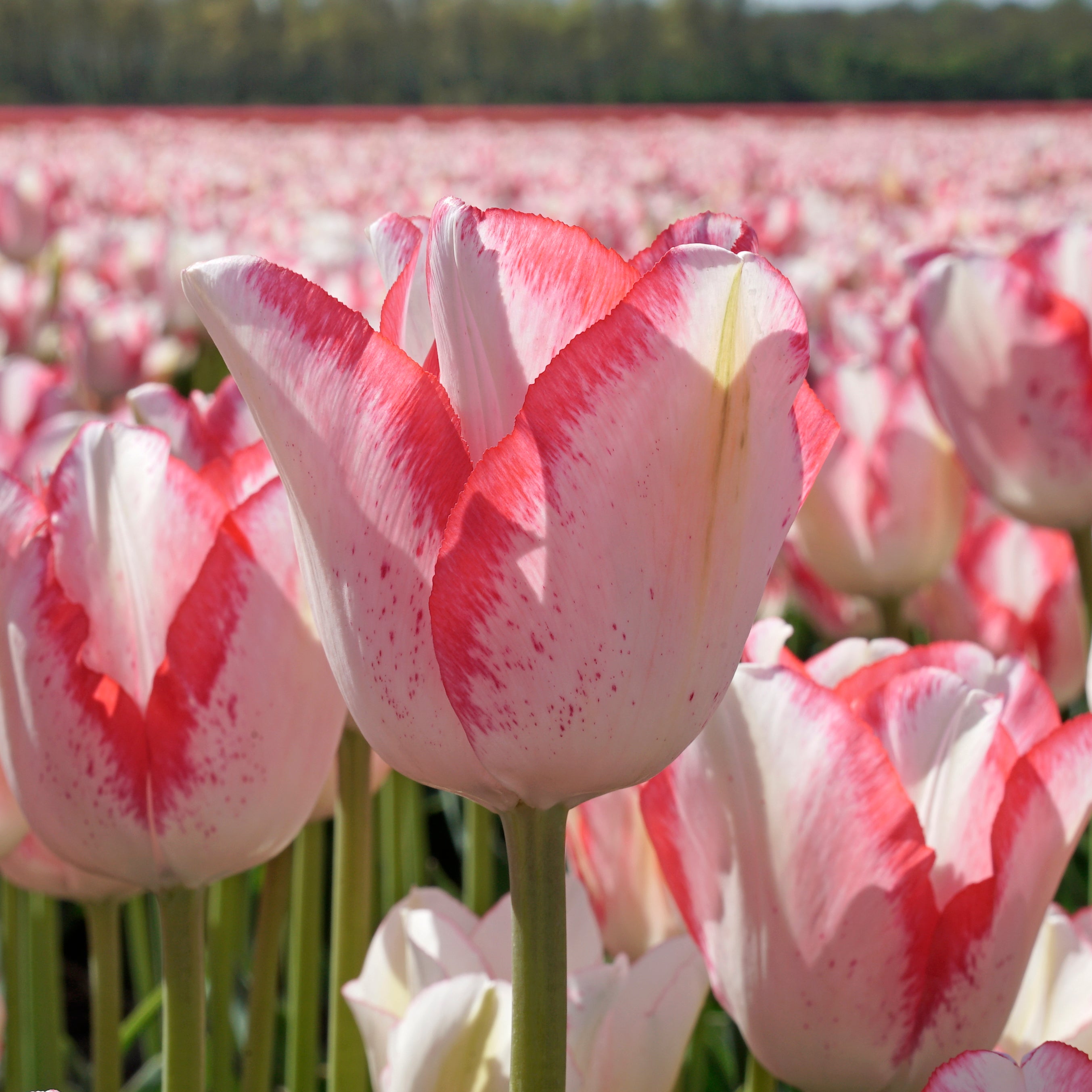 Tulip Beauty Trend (Tulipa) | per 20 bulbs | Fluwel